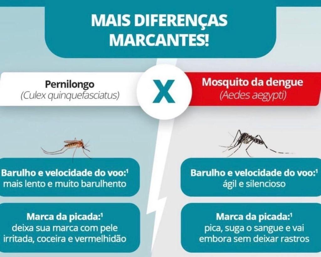 Jornal O Guaíra » Você sabe a diferença entre o pernilongo e o mosquito ...